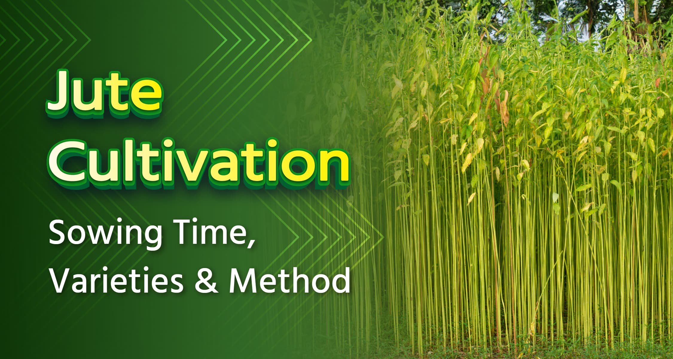 Jute Cultivation Sowing Time Varieties And Method